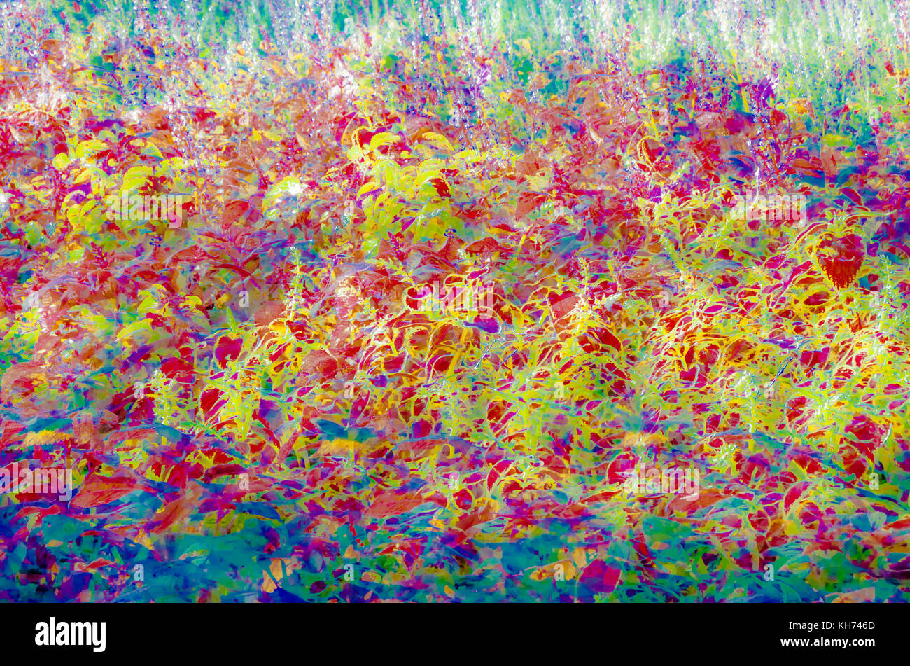 Colorful illustration of ornamental Coleus plant leaves Stock Photo - Alamy