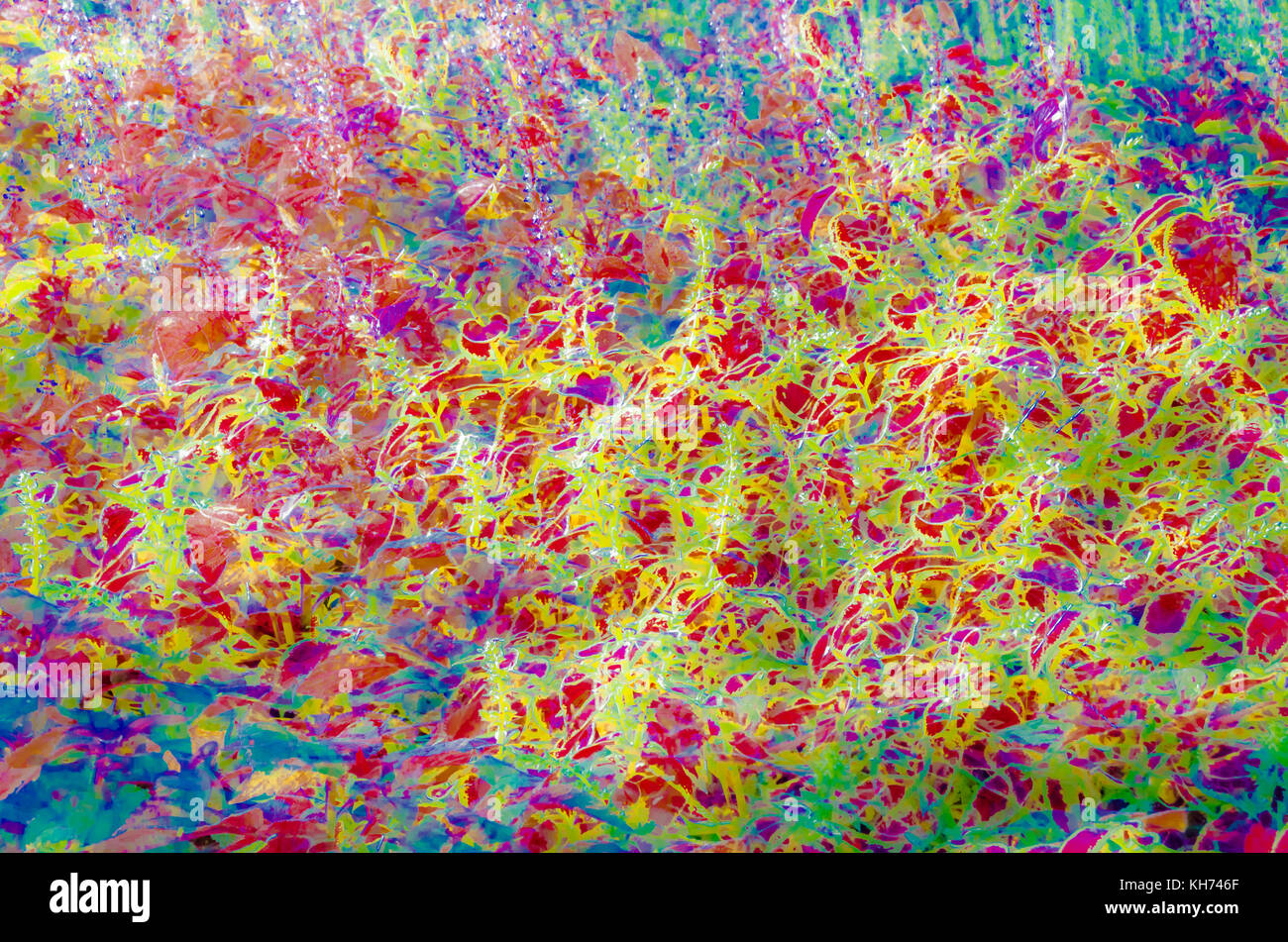 Colorful illustration of ornamental Coleus plant leaves Stock Photo - Alamy