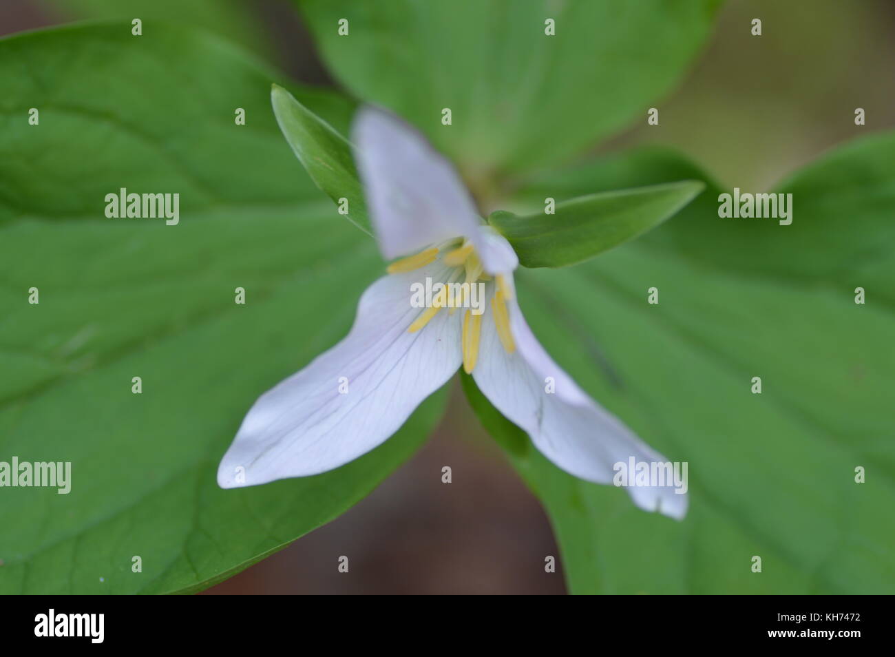 Tri flower hi-res stock photography and images - Alamy