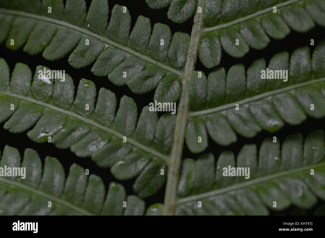 Ferny plant hi-res stock photography and images - Alamy