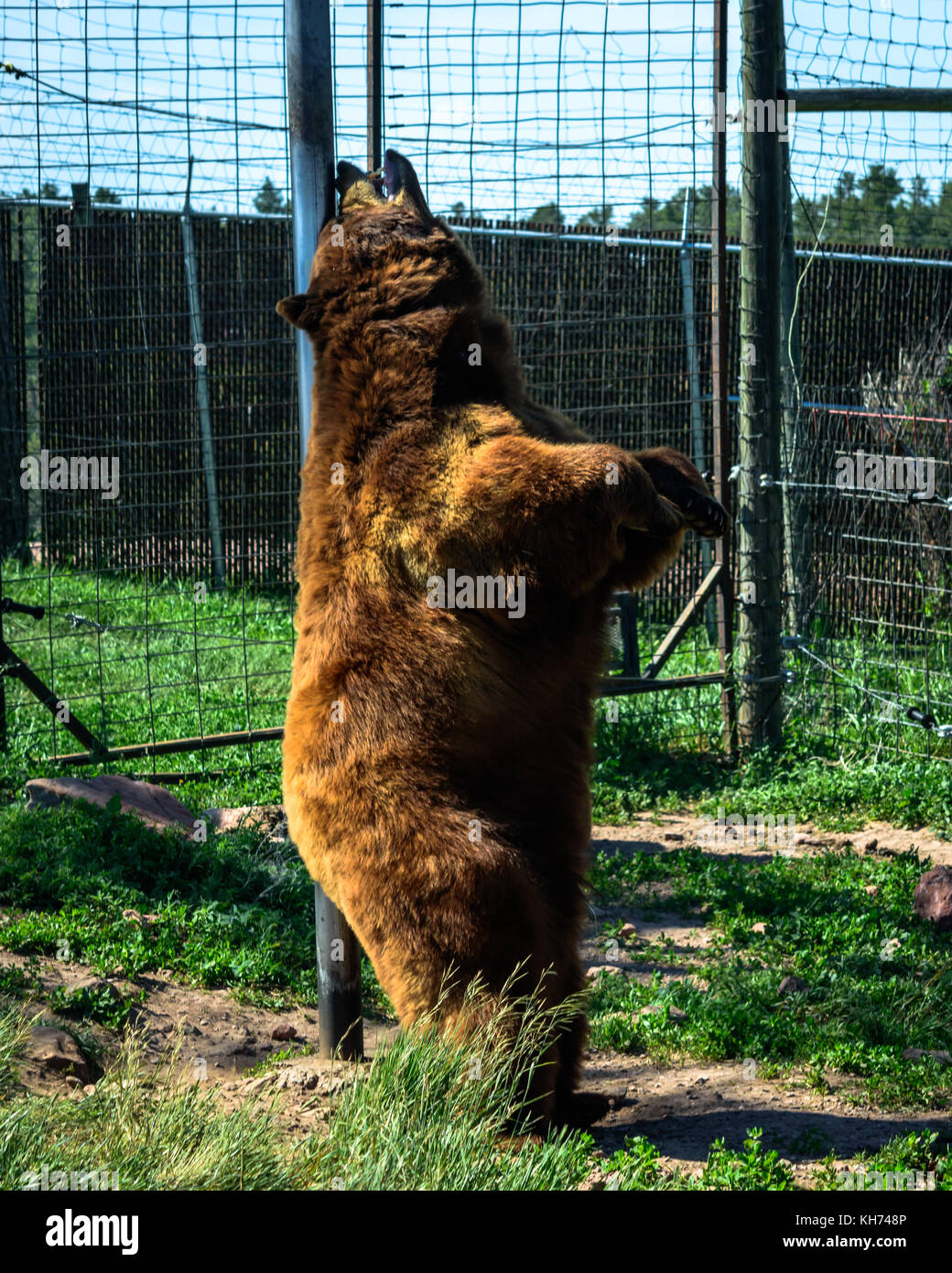 A bear scratching his back in a wildlife park Stock Photo - Alamy