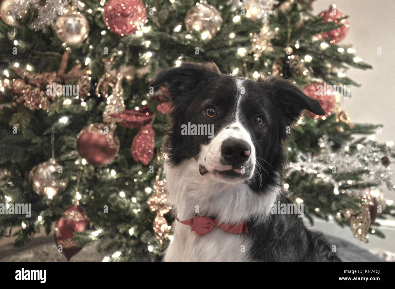 Border collie christmas lights hi-res stock photography and images - Alamy