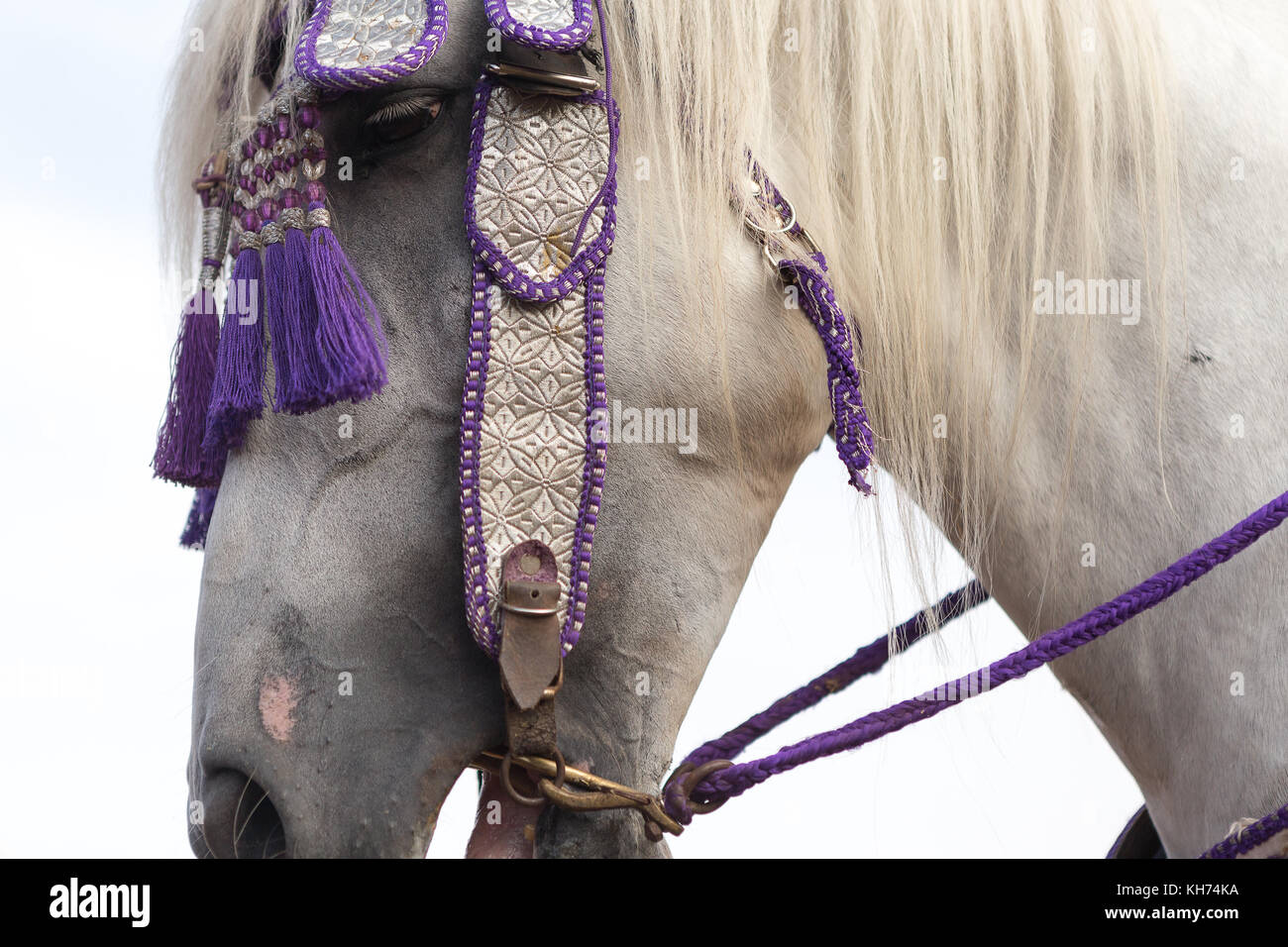Fantasia is a traditional exhibition of horsemanship in the Maghreb ...