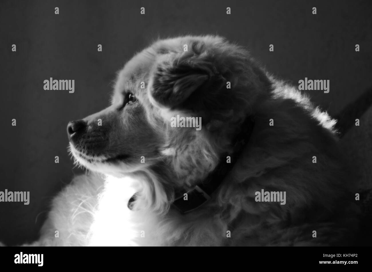 fluffy dog just waiting for family to get home Stock Photo - Alamy