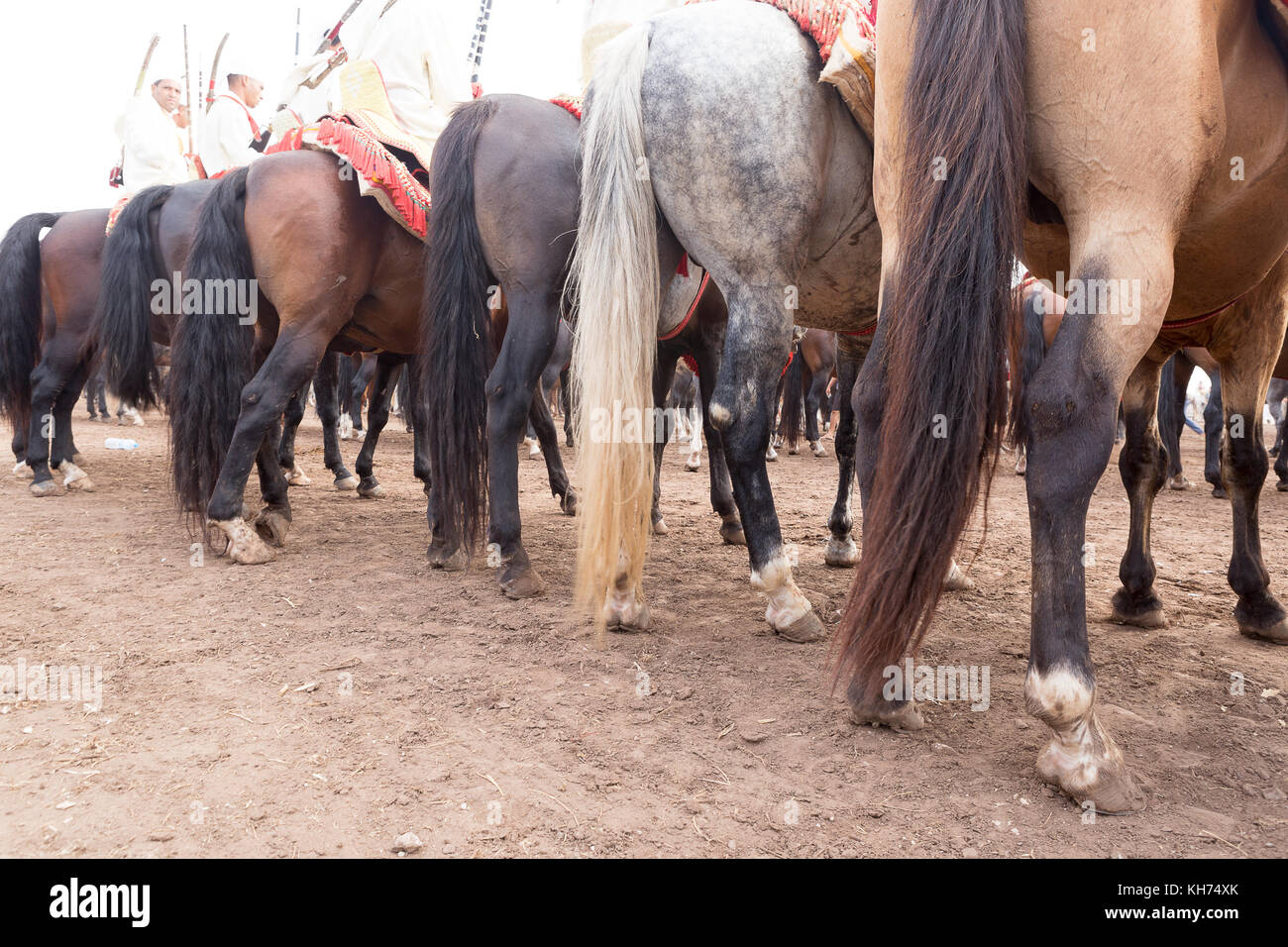 Fantasia is a traditional exhibition of horsemanship in the Maghreb ...