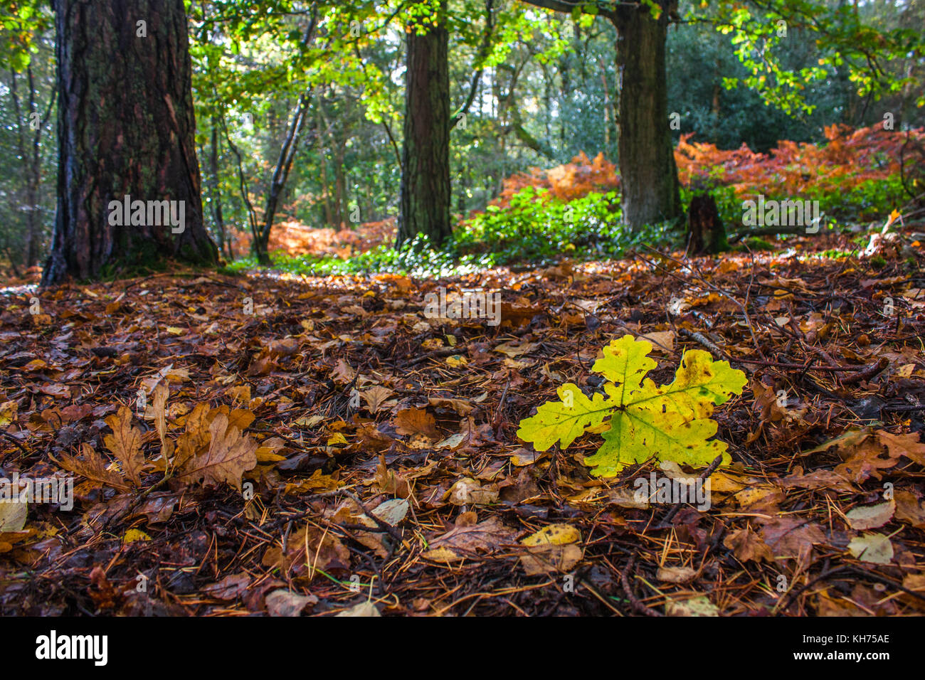 red green and golf leaves Stock Photo - Alamy