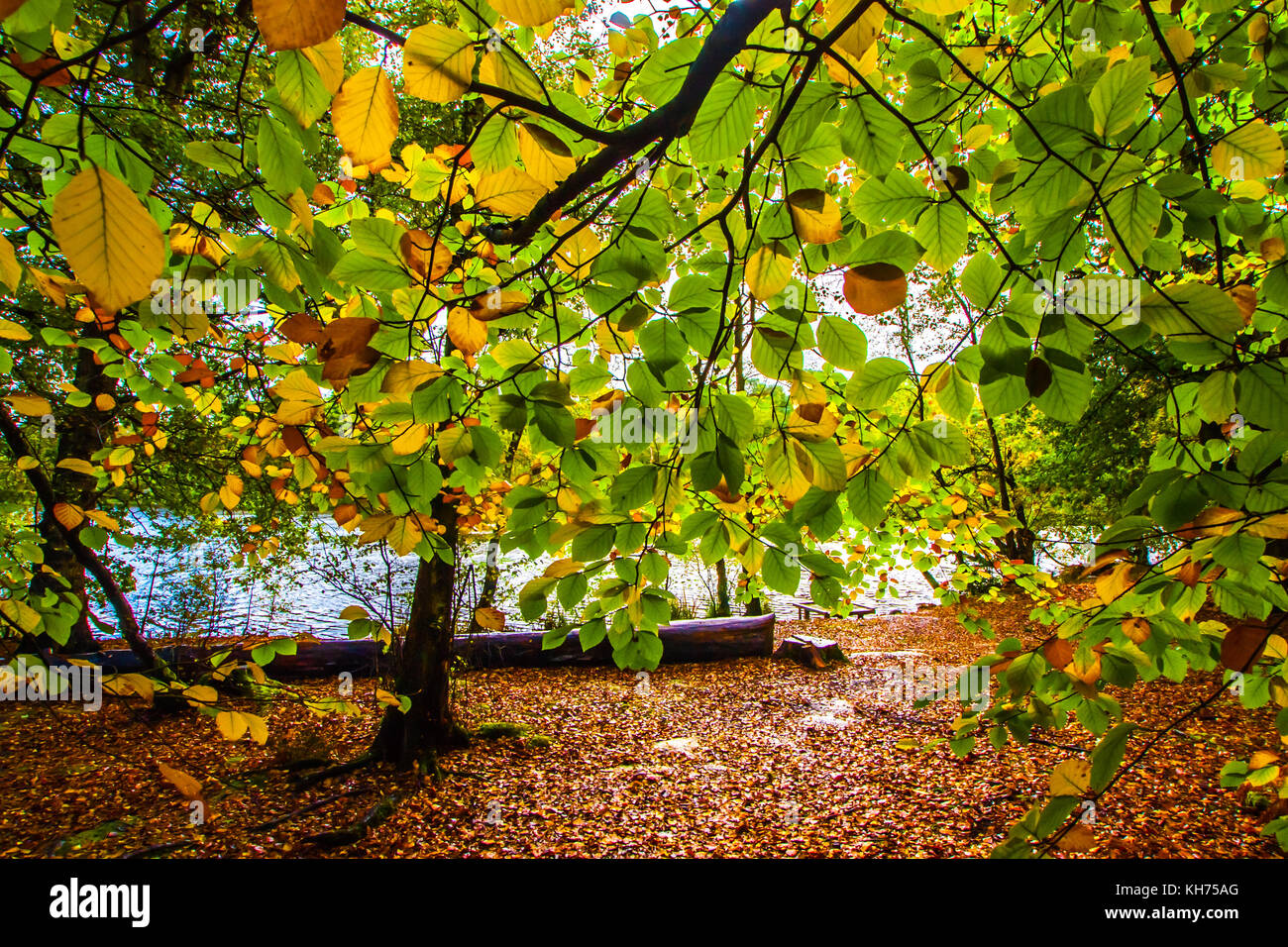 red green and golf leaves Stock Photo - Alamy