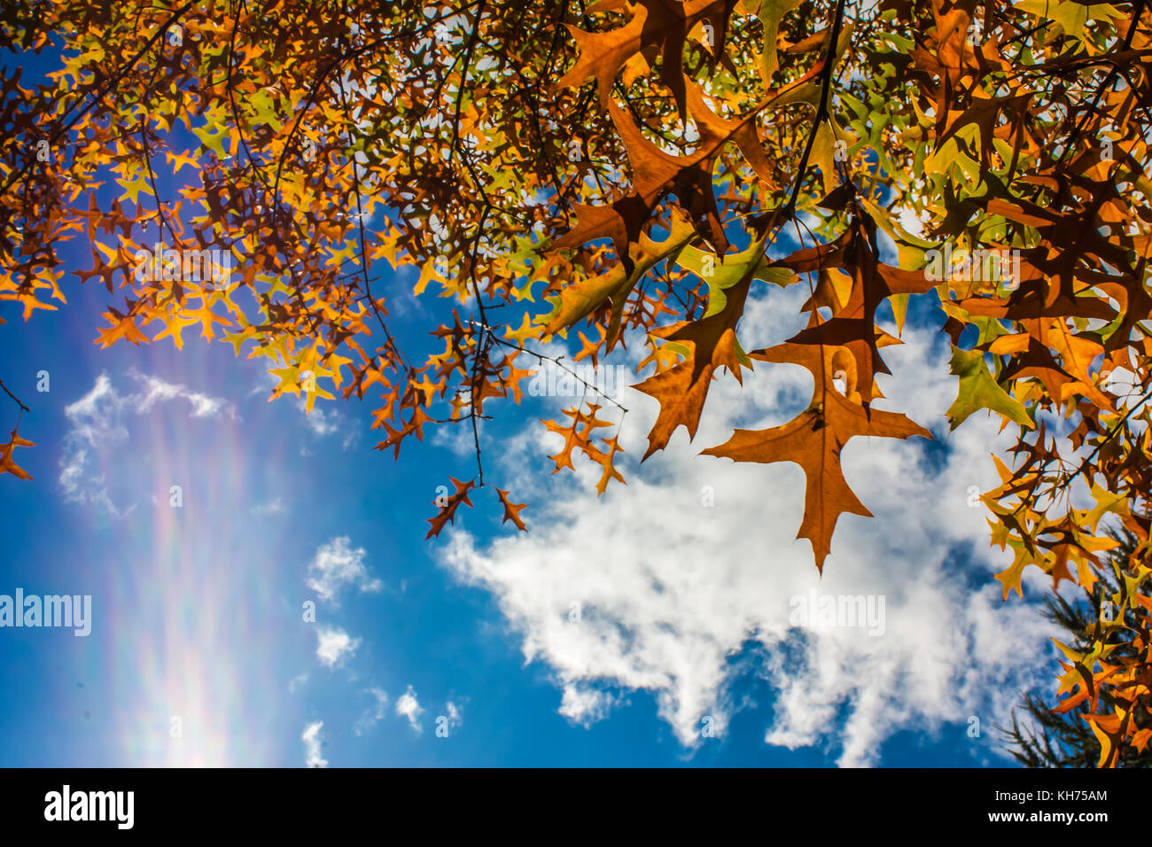 Golf Leaves High Resolution Stock Photography and Images - Alamy