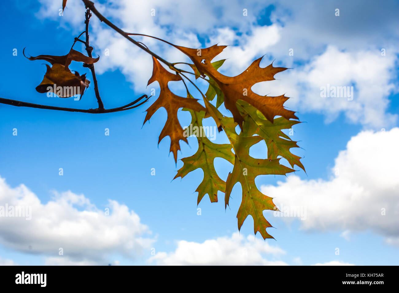Golf leaves hi-res stock photography and images - Alamy