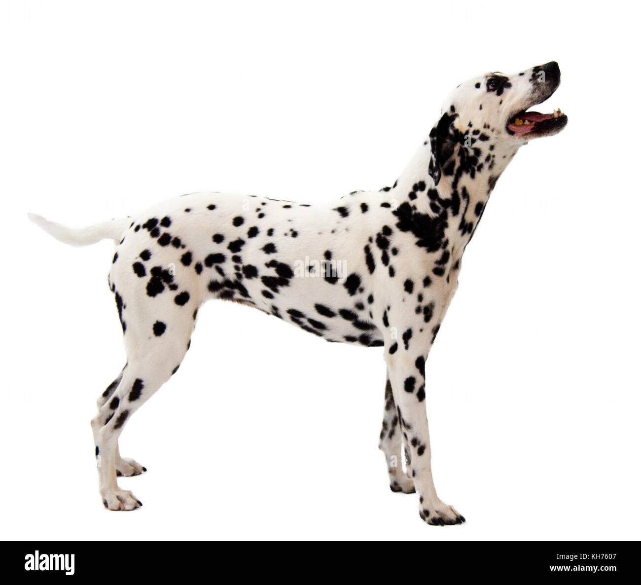 Adult Dalmatian Standing on White Background Stock Photo - Alamy