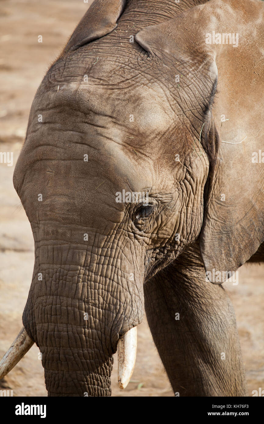Close up of elephant face Stock Photo - Alamy