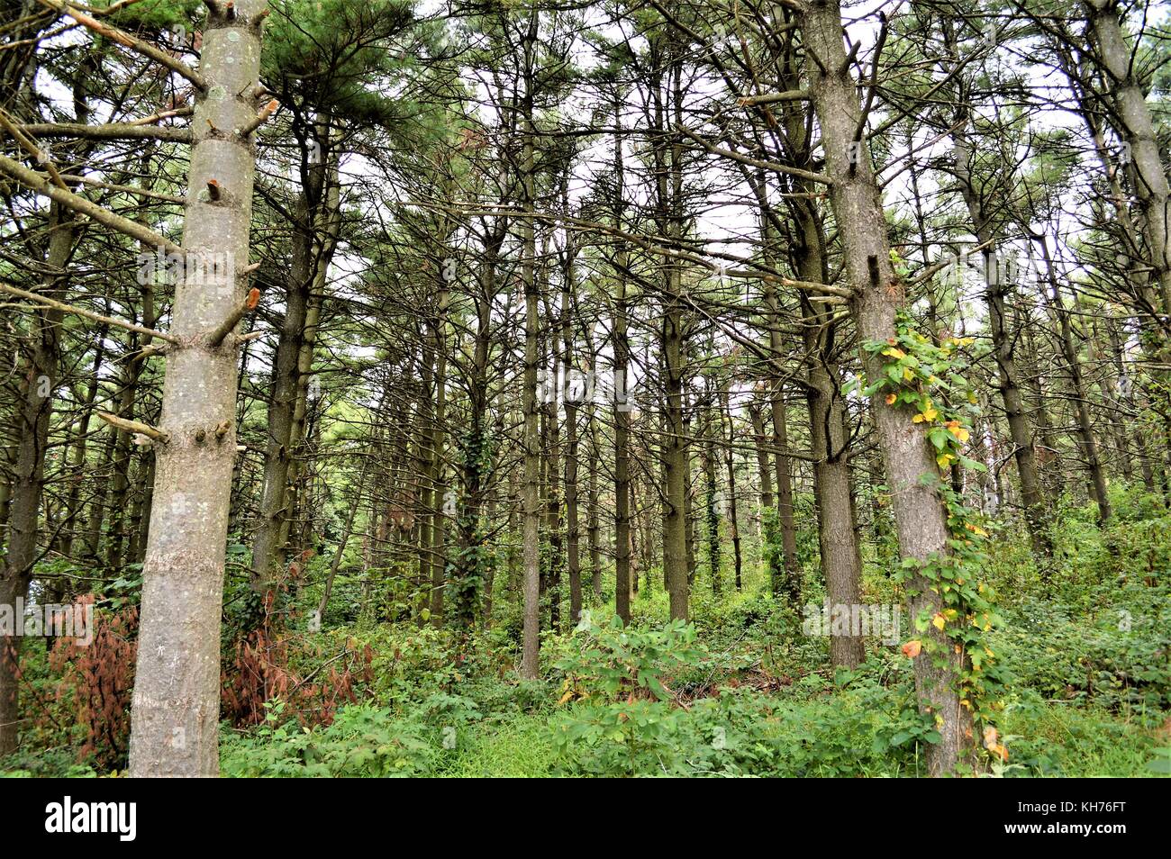 The Spacious Forest Stock Photo - Alamy