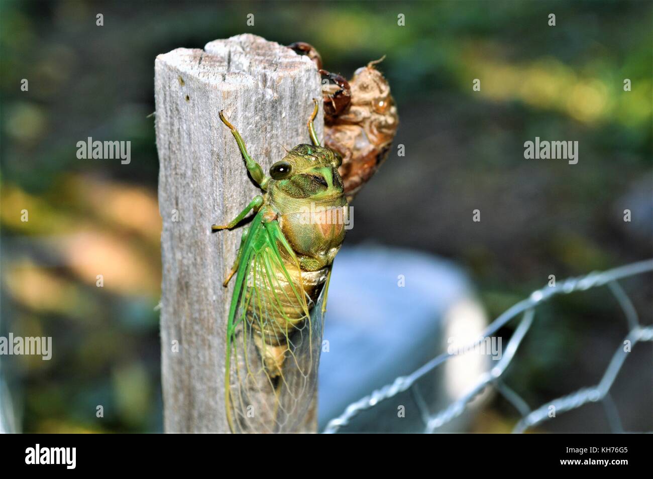 Cicada emerging hi-res stock photography and images - Alamy