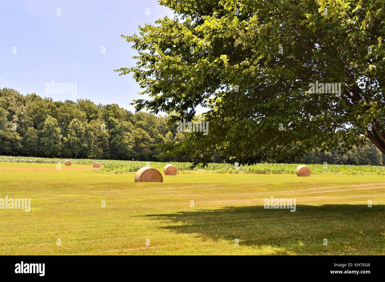 Rolling Fields of Hay Stock Photo - Alamy
