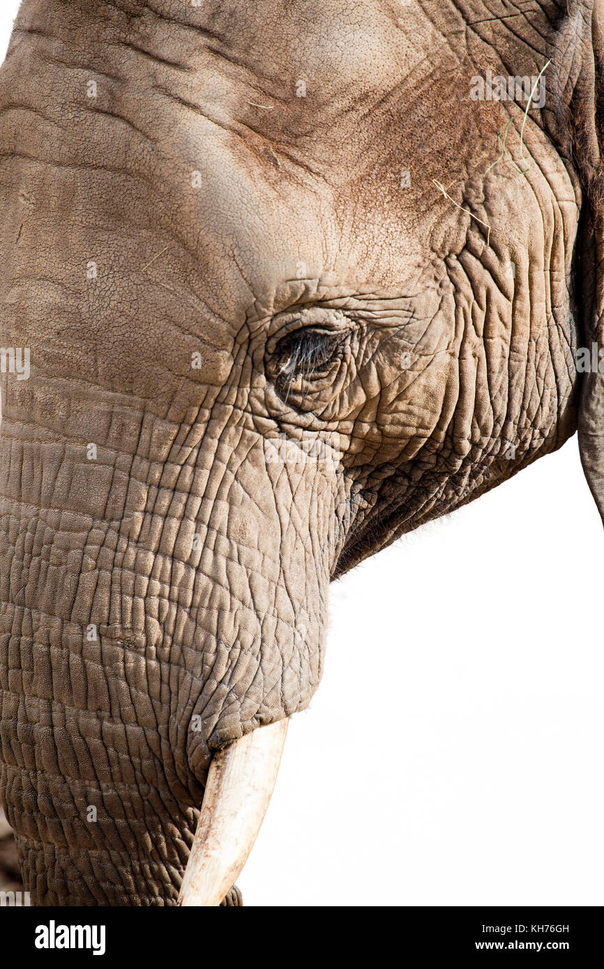Elephant Face Isolated on White Stock Photo - Alamy
