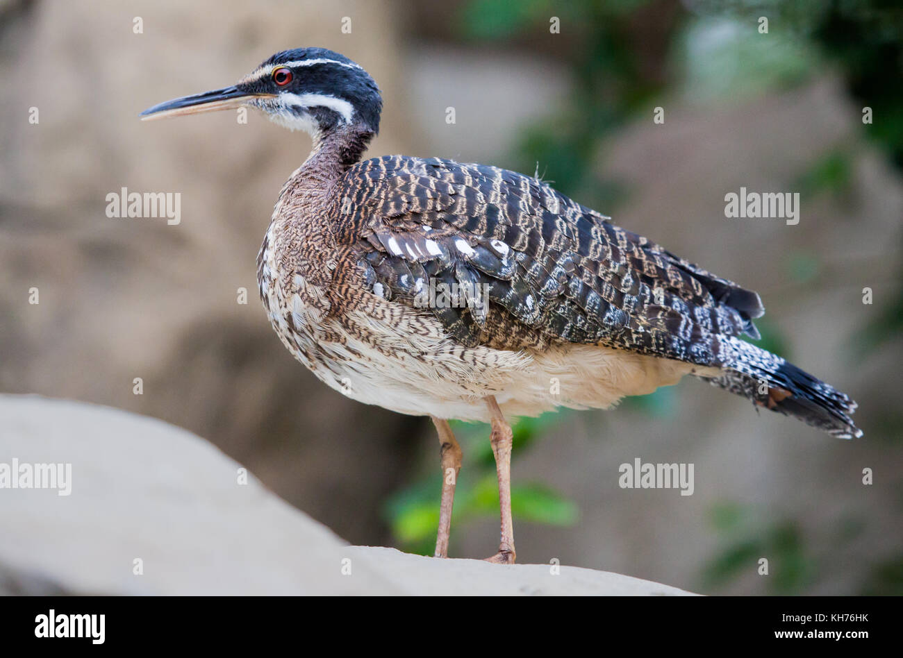 Greater Sunbittern stiiling on rock Stock Photo - Alamy