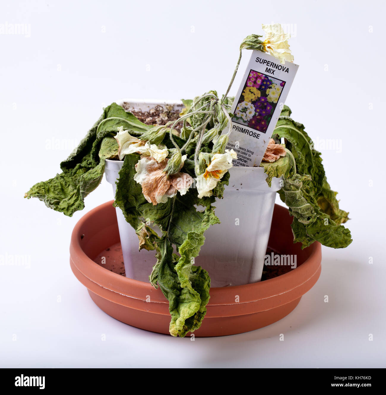 Pathetic dead primrose flower in pot, all that returns after vacation ...