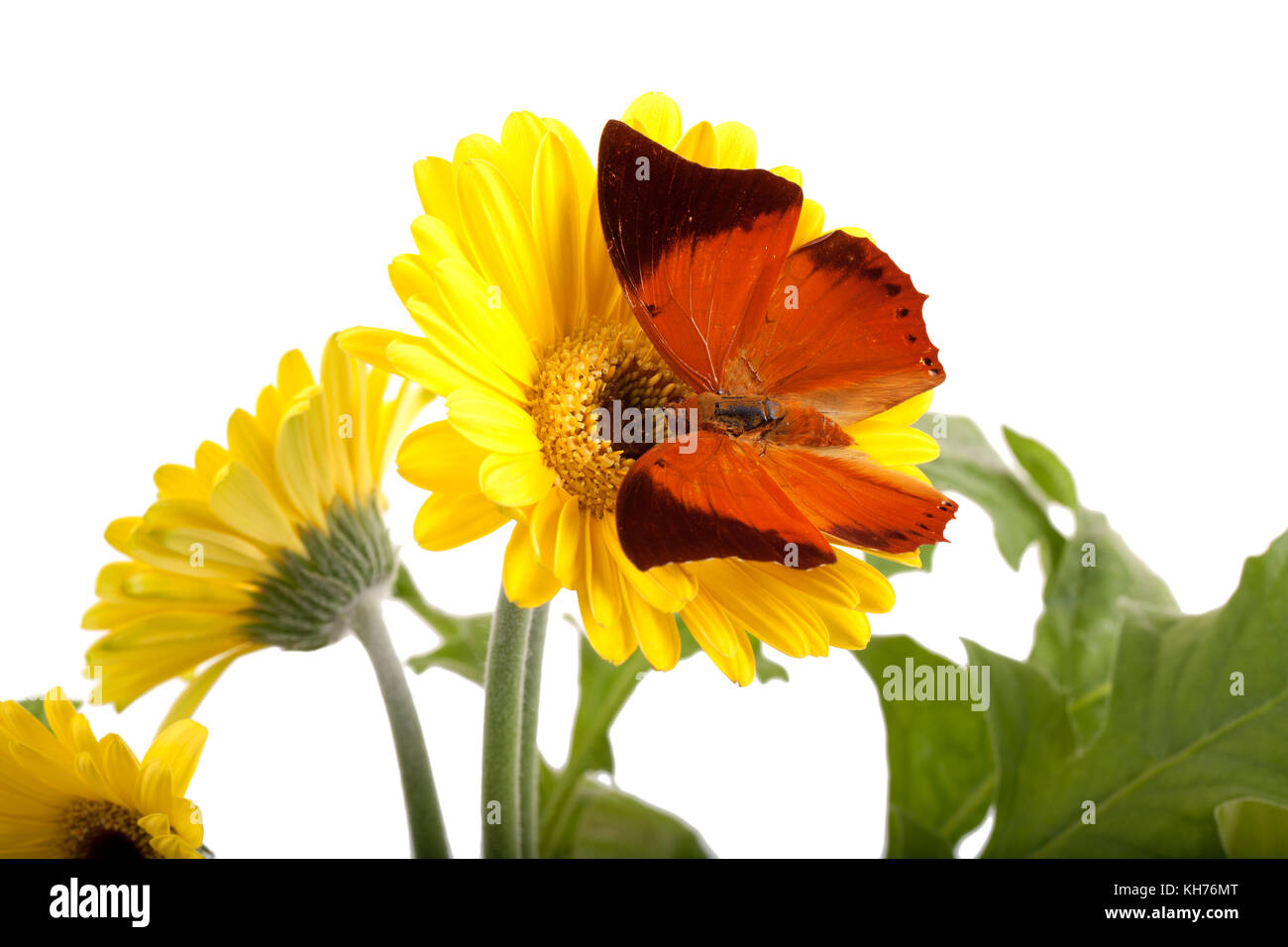 Tawny Rajah Butterfly (Charaxes bernardus) on a Yellow Daisy Stock ...