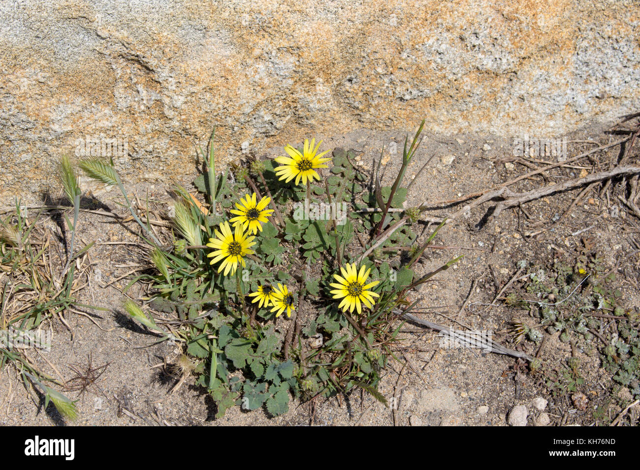 South African dandelion or Cape weed arctotheca calendula in bloom in ...