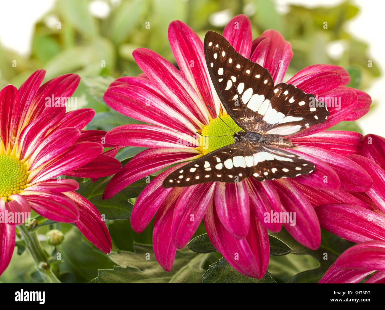 Common Jay Butterfly on Red Mum Stock Photo - Alamy