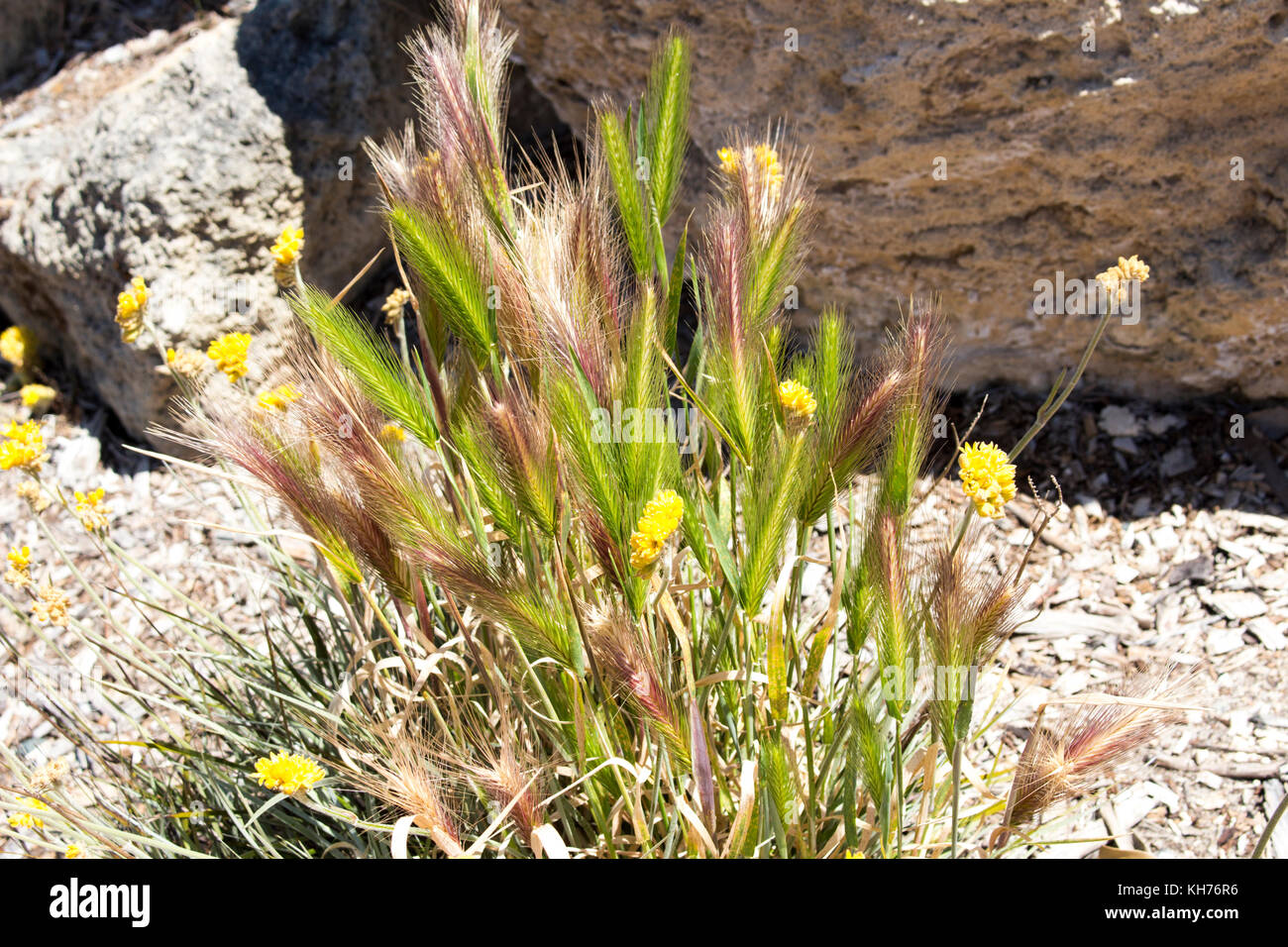 Green heads of Barley Grass weed Hordeum leporinum Family Poaceae ...