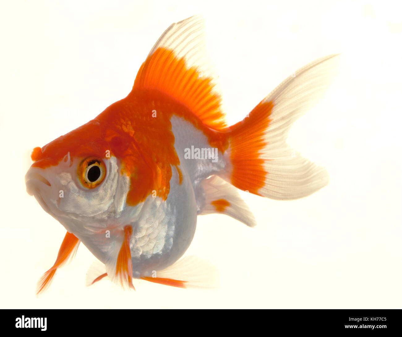 Isolated Approaching Goldfish swimming towards camera, close-up on ...