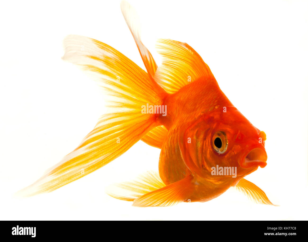 Isolated Approaching Goldfish swimming towards camera, close-up on ...