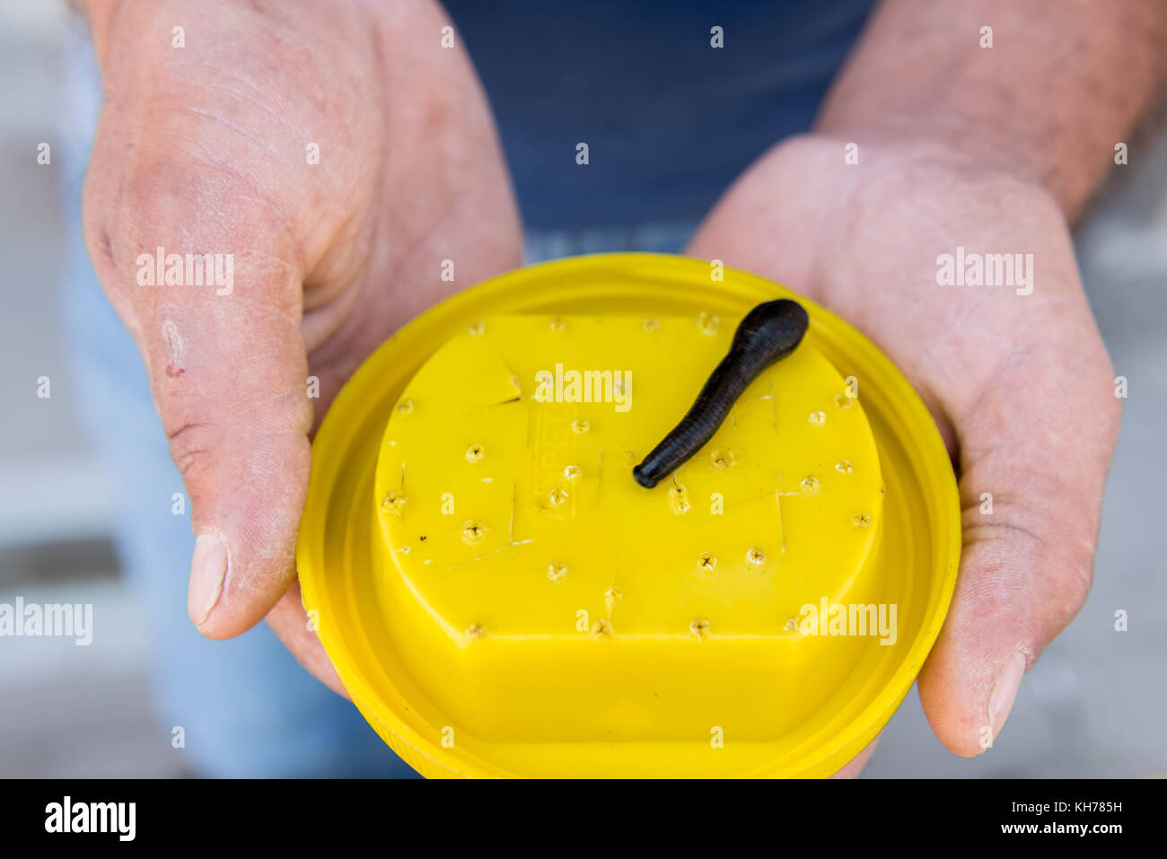 Medical leech on a plastic cover.Sucking leeches for veins cleaning in ...