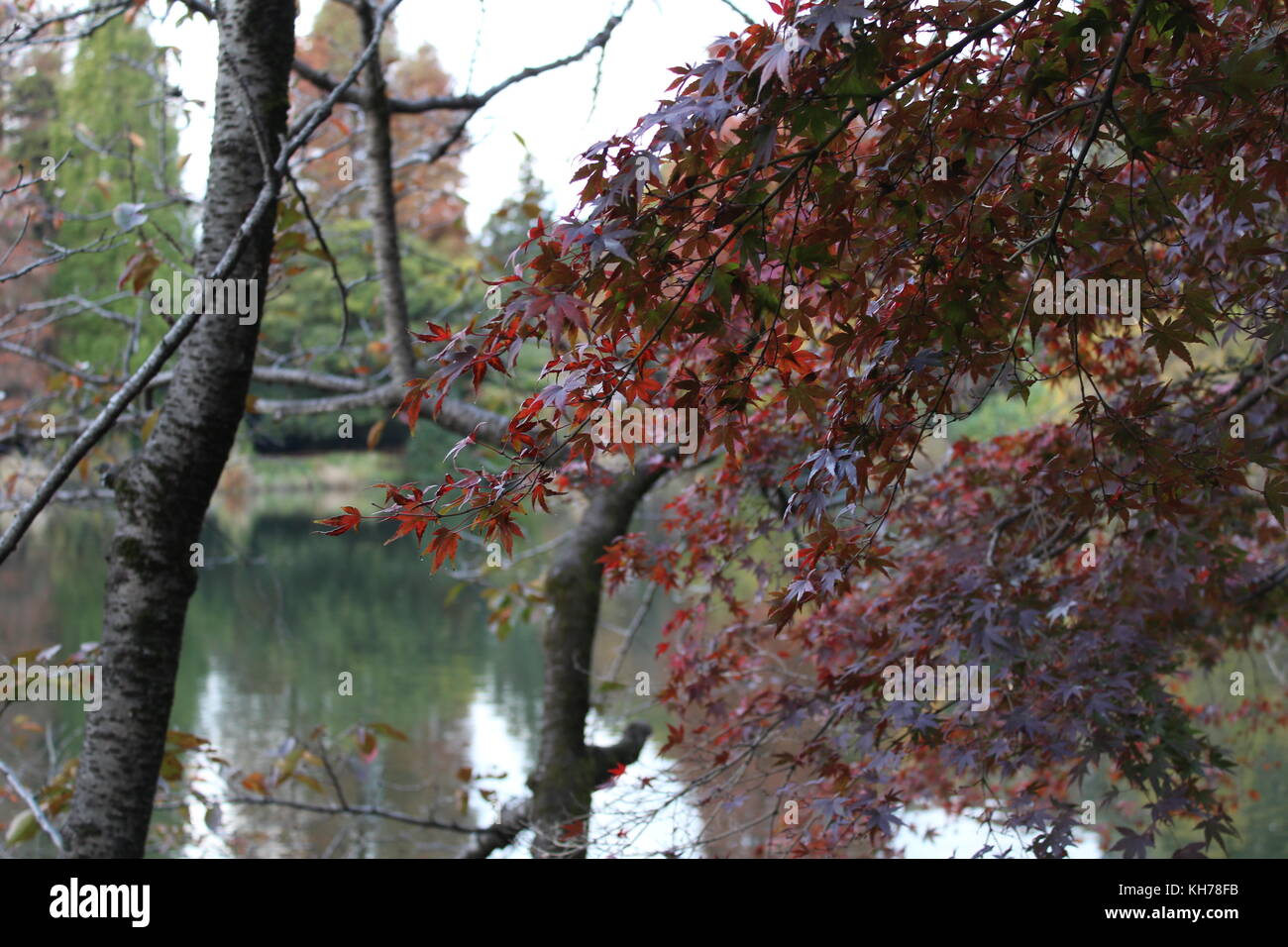 Japanese Maple tree on an autumn morning in Tokyo, Japan Stock Photo ...