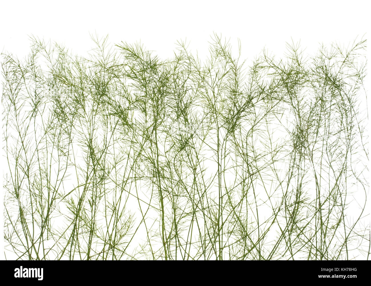 Thin stems of green grass isolated on white background Stock Photo - Alamy