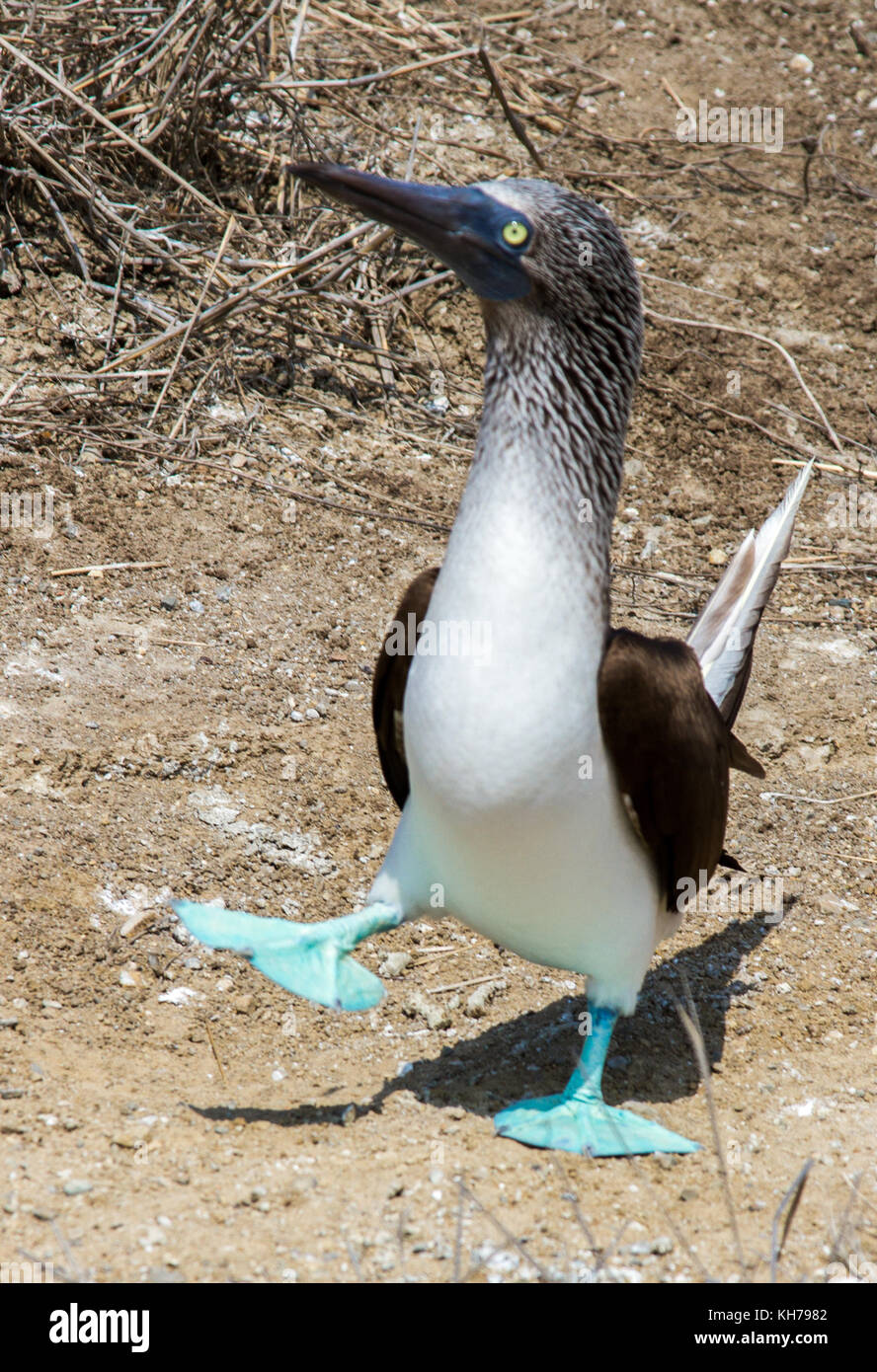 An adult male blue footed booby performs a typical mating dance ...