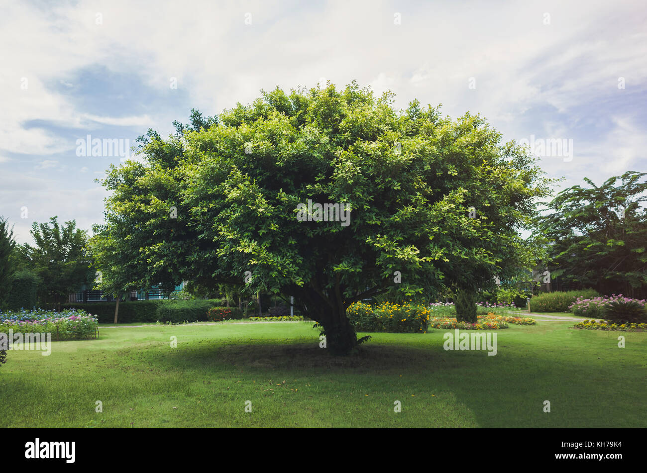 Single tree in the green field Stock Photo - Alamy