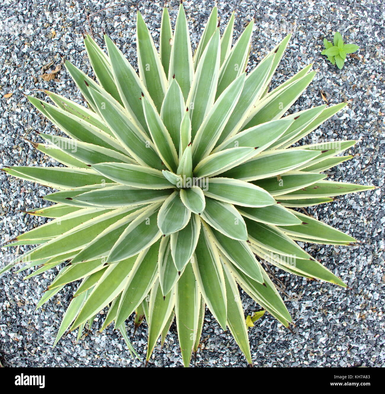 Agave angustifolia hi-res stock photography and images - Alamy