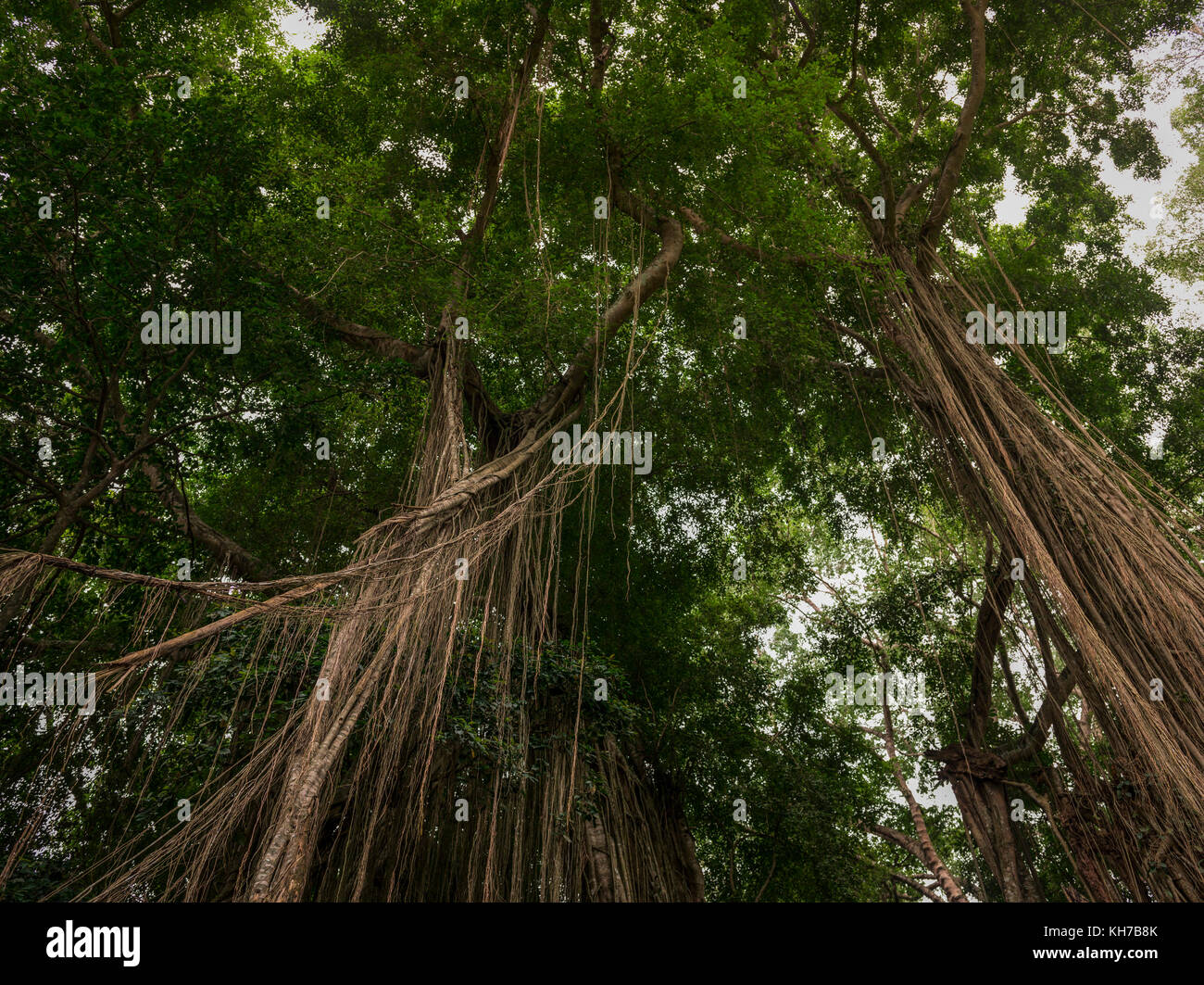 Asian tropical forest, forest, thickets, grass, Indonesia, Bali Stock ...