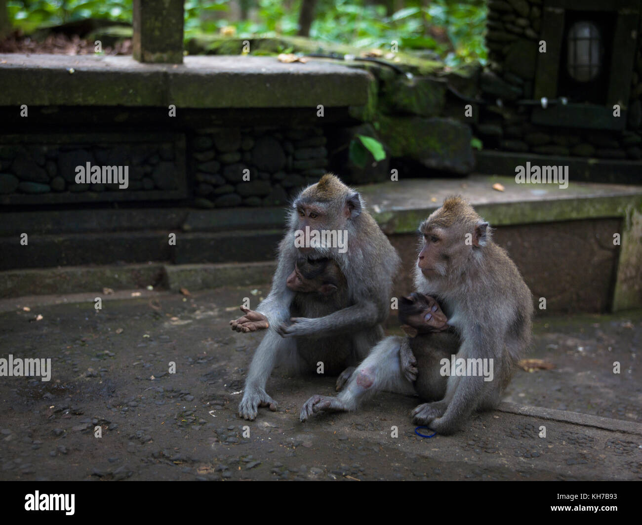 Bali, monkeys, nature park, Indonesia, islands, Indian Ocean Stock ...