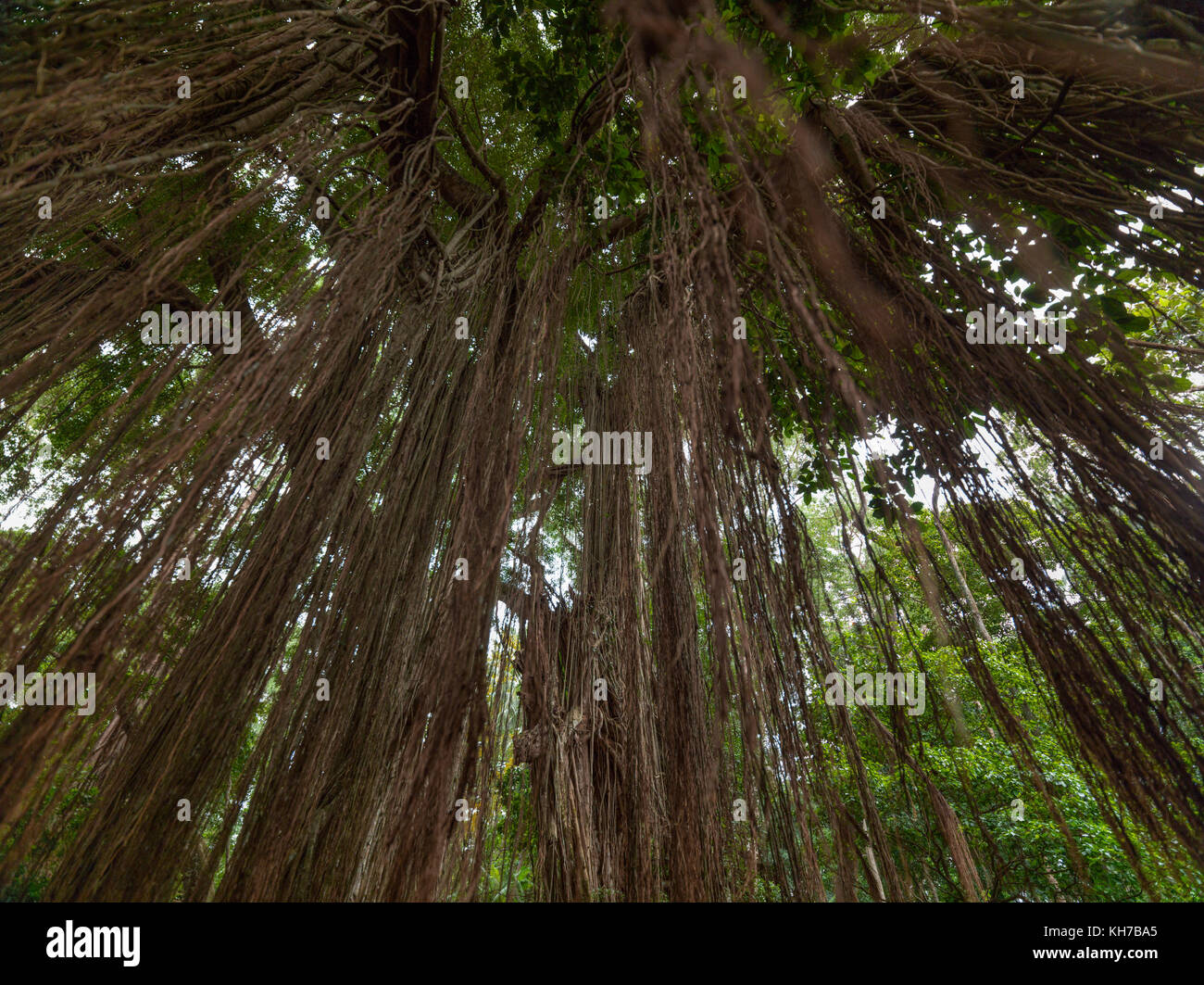 Asian tropical forest, forest, thickets, grass, Indonesia, Bali Stock ...