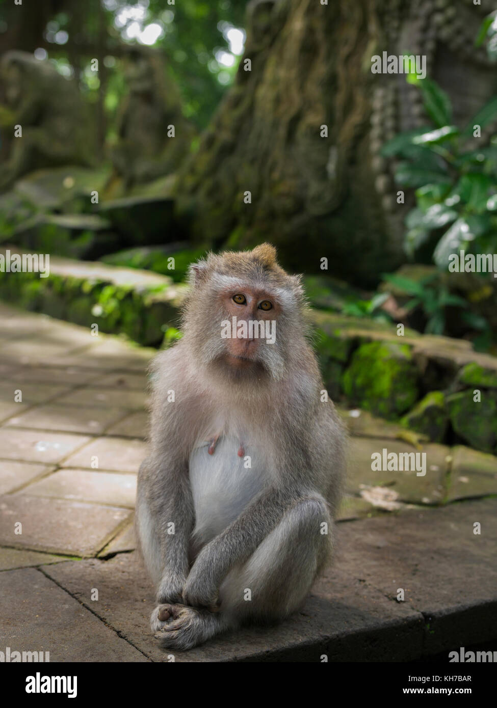 Bali, monkeys, nature park, Indonesia, islands, Indian Ocean Stock ...