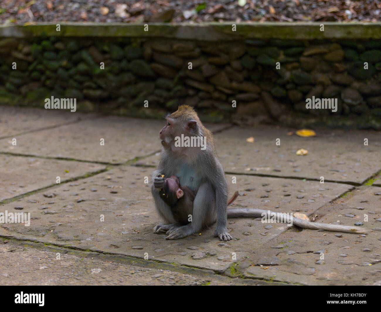 Bali, monkeys, nature park, Indonesia, islands, Indian Ocean Stock ...