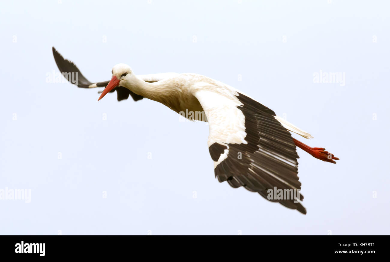 Big stork flying on a blue background Stock Photo - Alamy