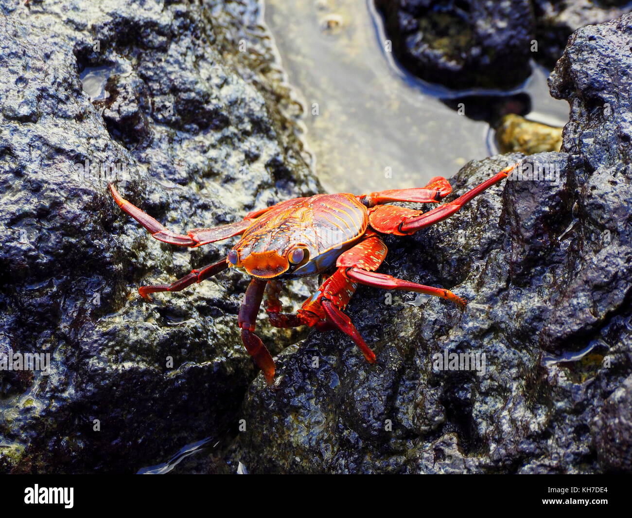 frontal view of a galapagos crab at puerta ayora Stock Photo - Alamy