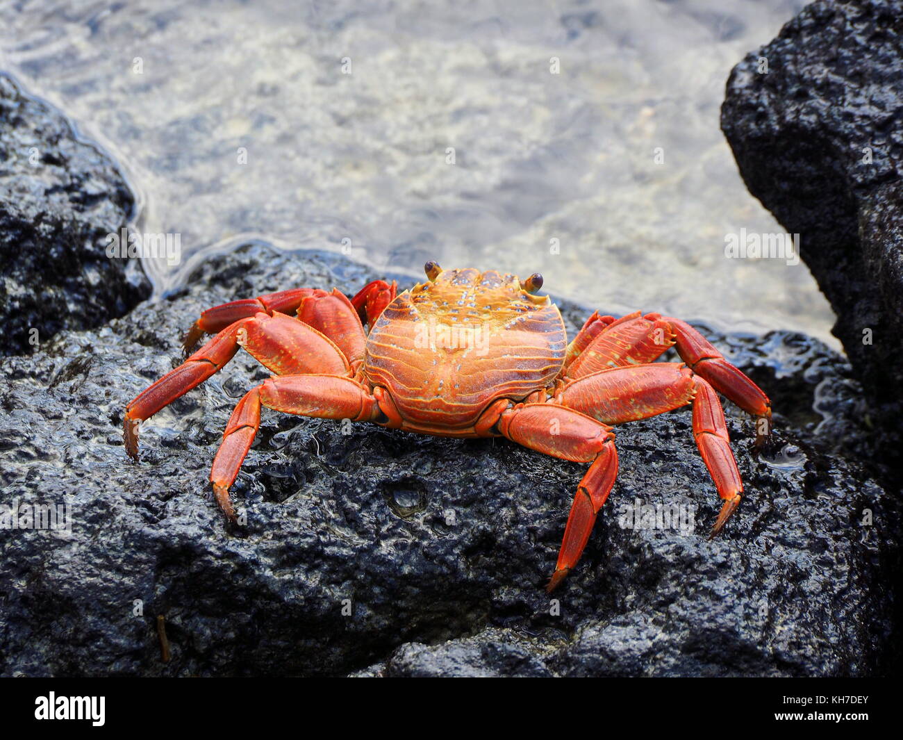 Back view of a crab hi-res stock photography and images - Alamy