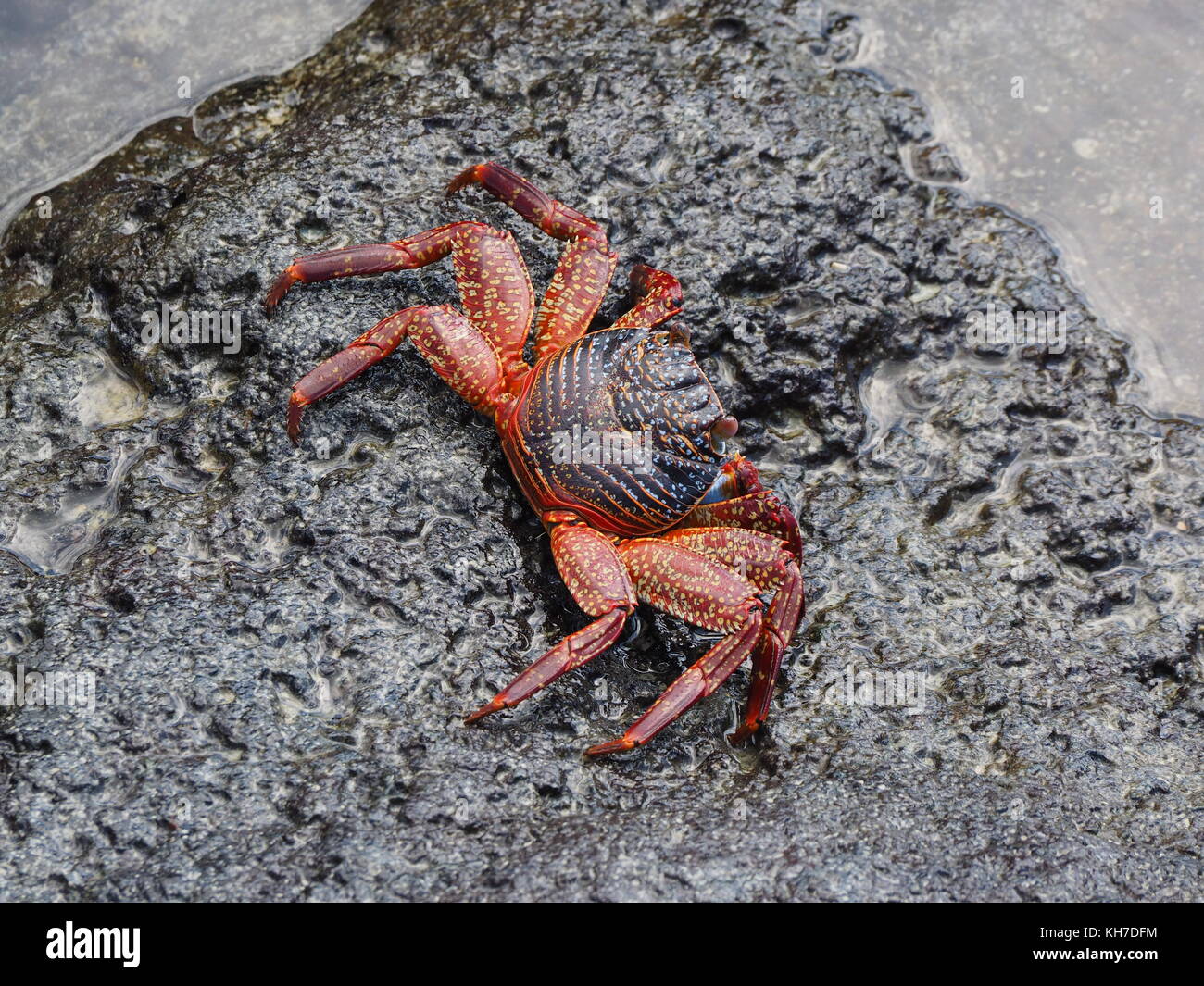 Helicopter view of a galapagos crab at puerta ayora Stock Photo - Alamy