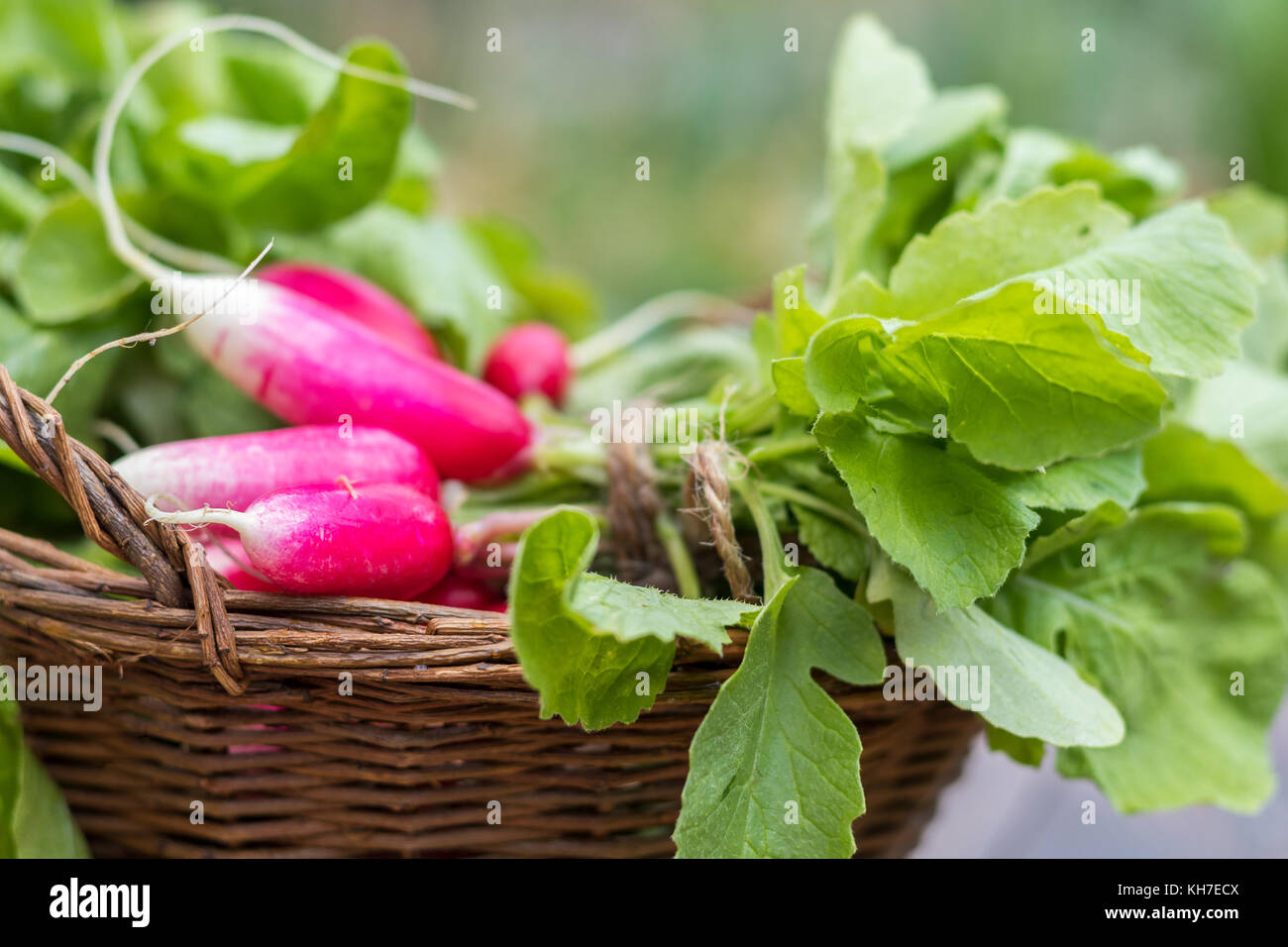 Bunch of fresh radishes in a wicker basket. Close-up Stock Photo - Alamy