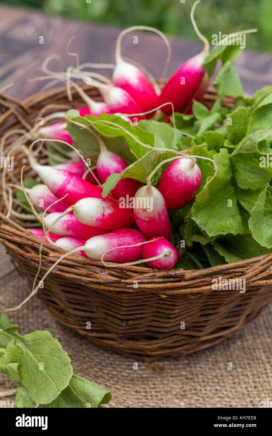 Bunch of fresh radishes in a wicker basket. Close-up Stock Photo - Alamy