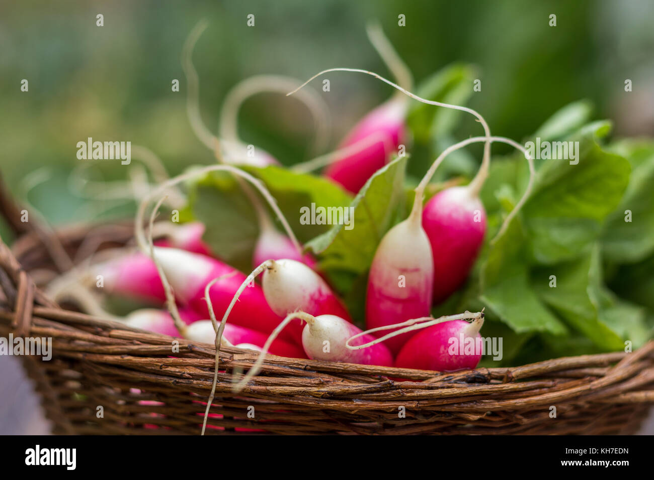 Bunch of fresh radishes in a wicker basket. Close-up Stock Photo - Alamy
