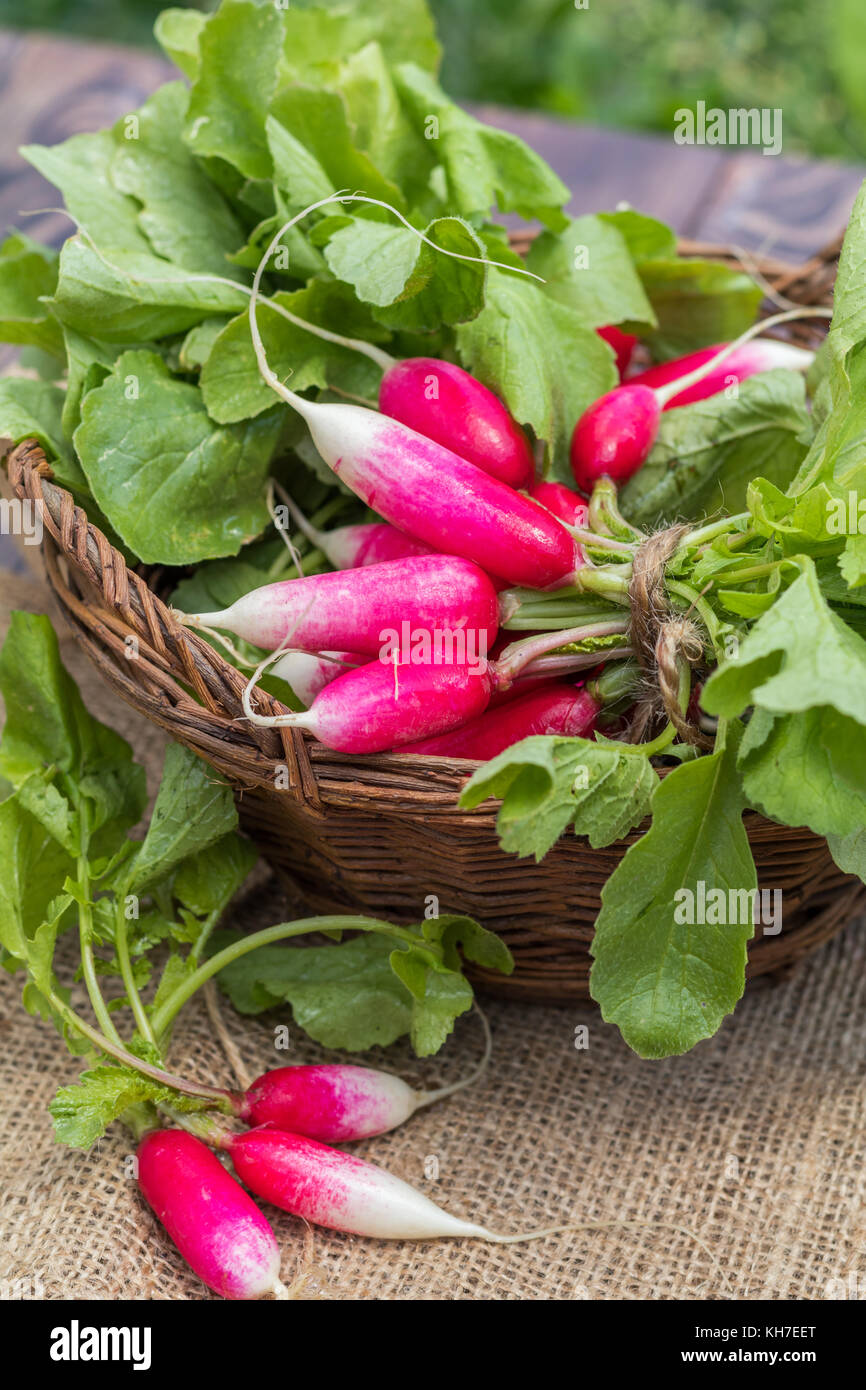 Bunch of fresh radishes in a wicker basket. Close-up Stock Photo - Alamy