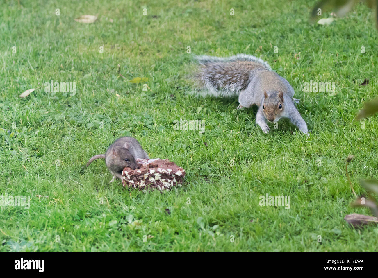 Grey squirrel and rat fight over food a chocolate birthday cake Stock ...