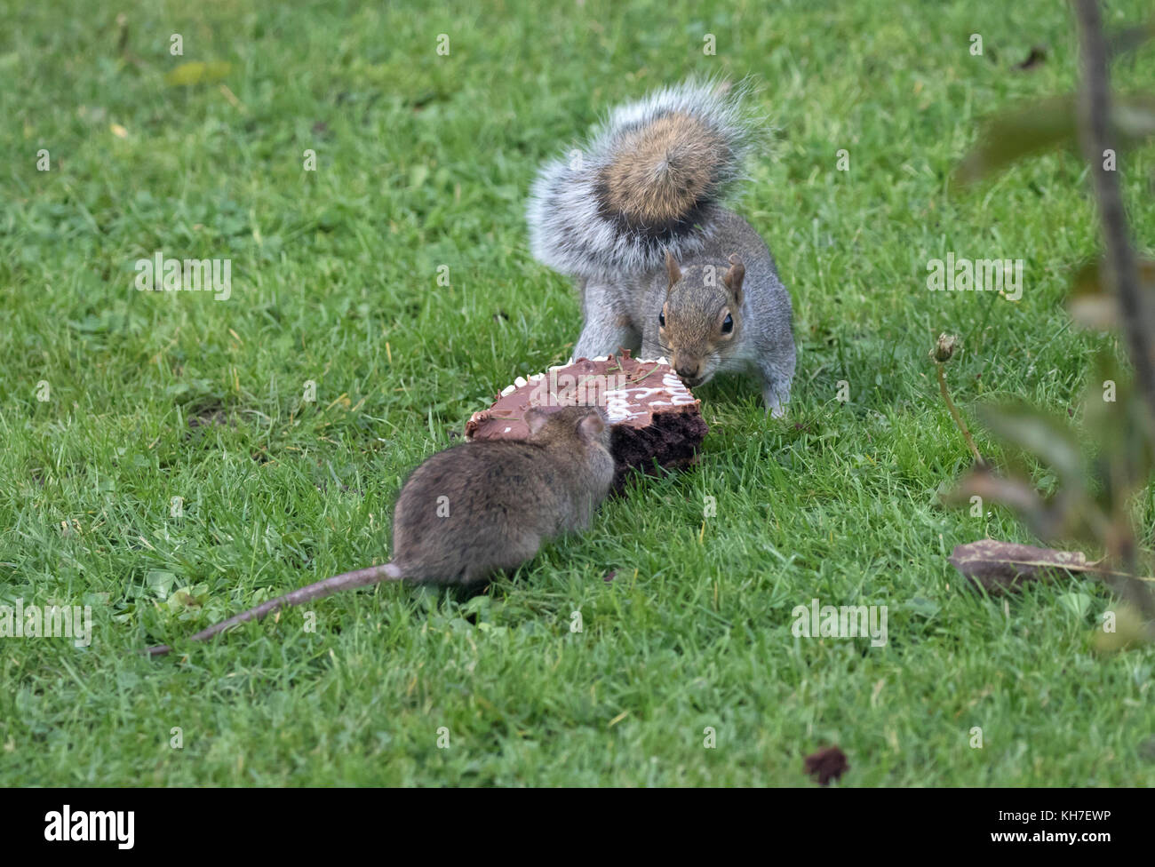 Grey squirrel and rat fight over food a chocolate birthday cake Stock ...