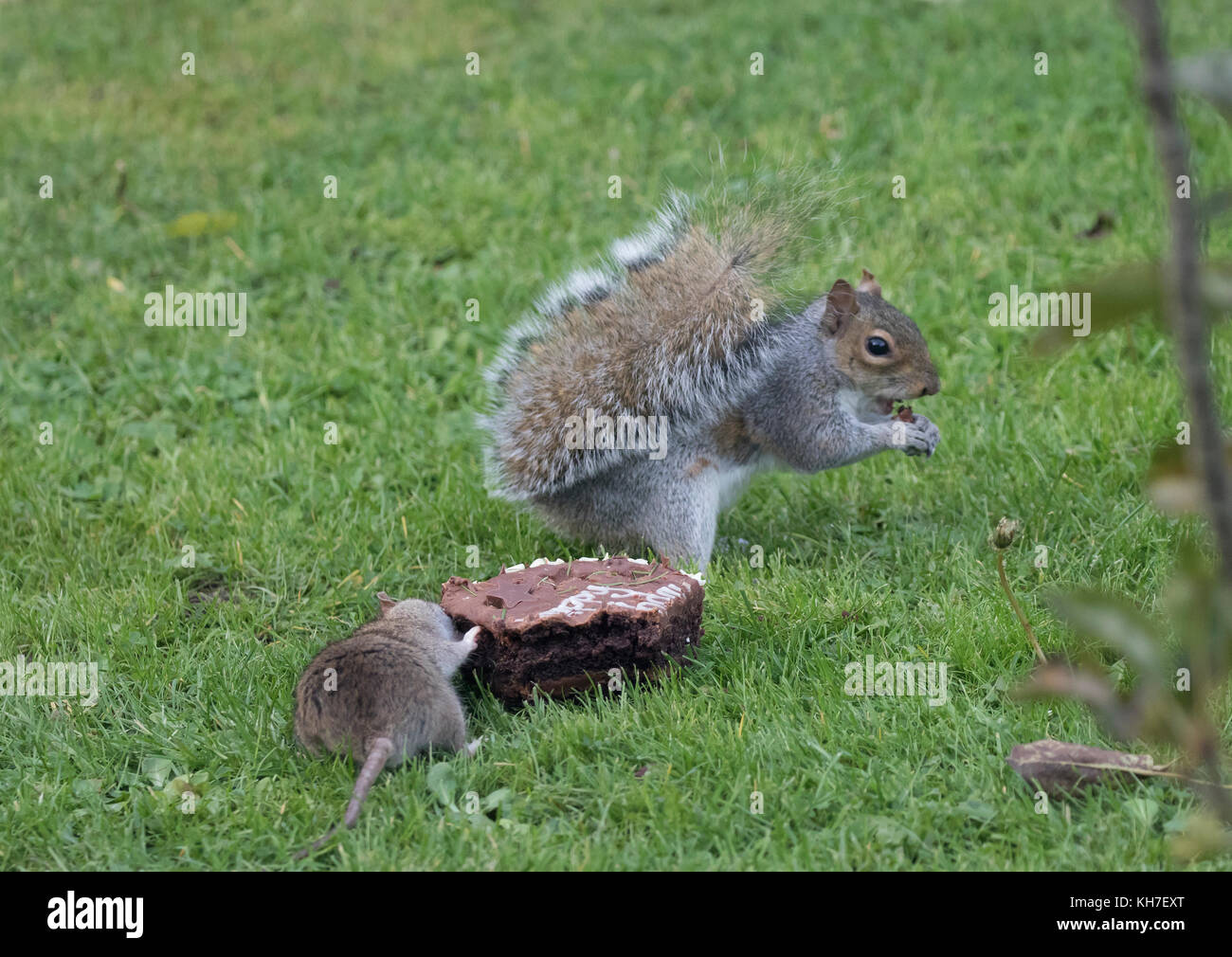 Grey squirrel and rat fight over food a chocolate birthday cake Stock ...