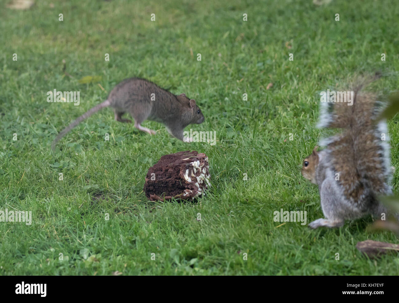 Grey squirrel and rat fight over food a chocolate birthday cake Stock ...